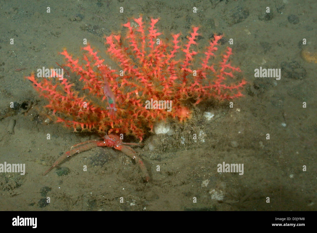 The Red Sea Fan, a deep-sea coral species, is protected within the ...