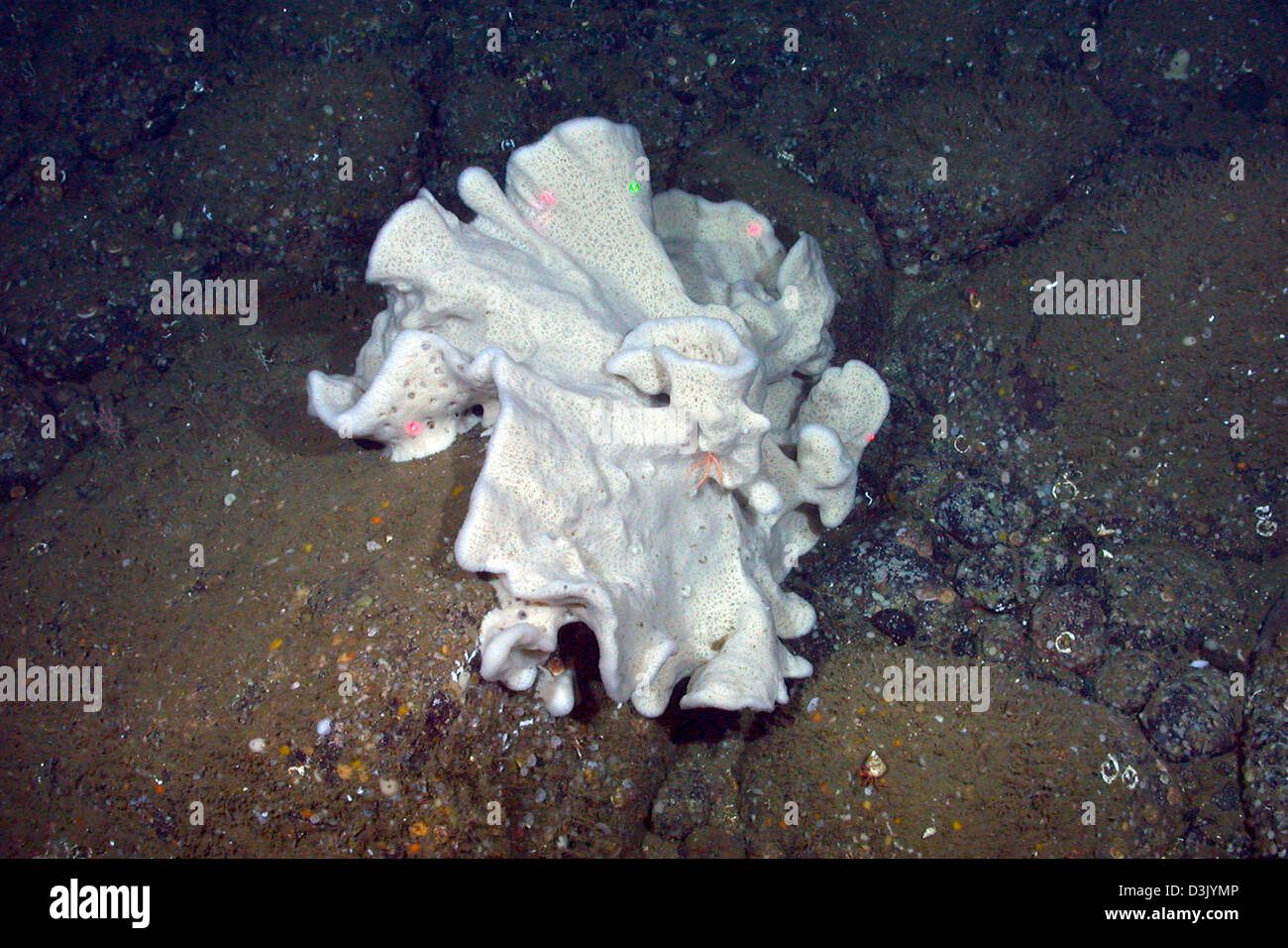 Deep lobed hi-res stock photography and images - Alamy