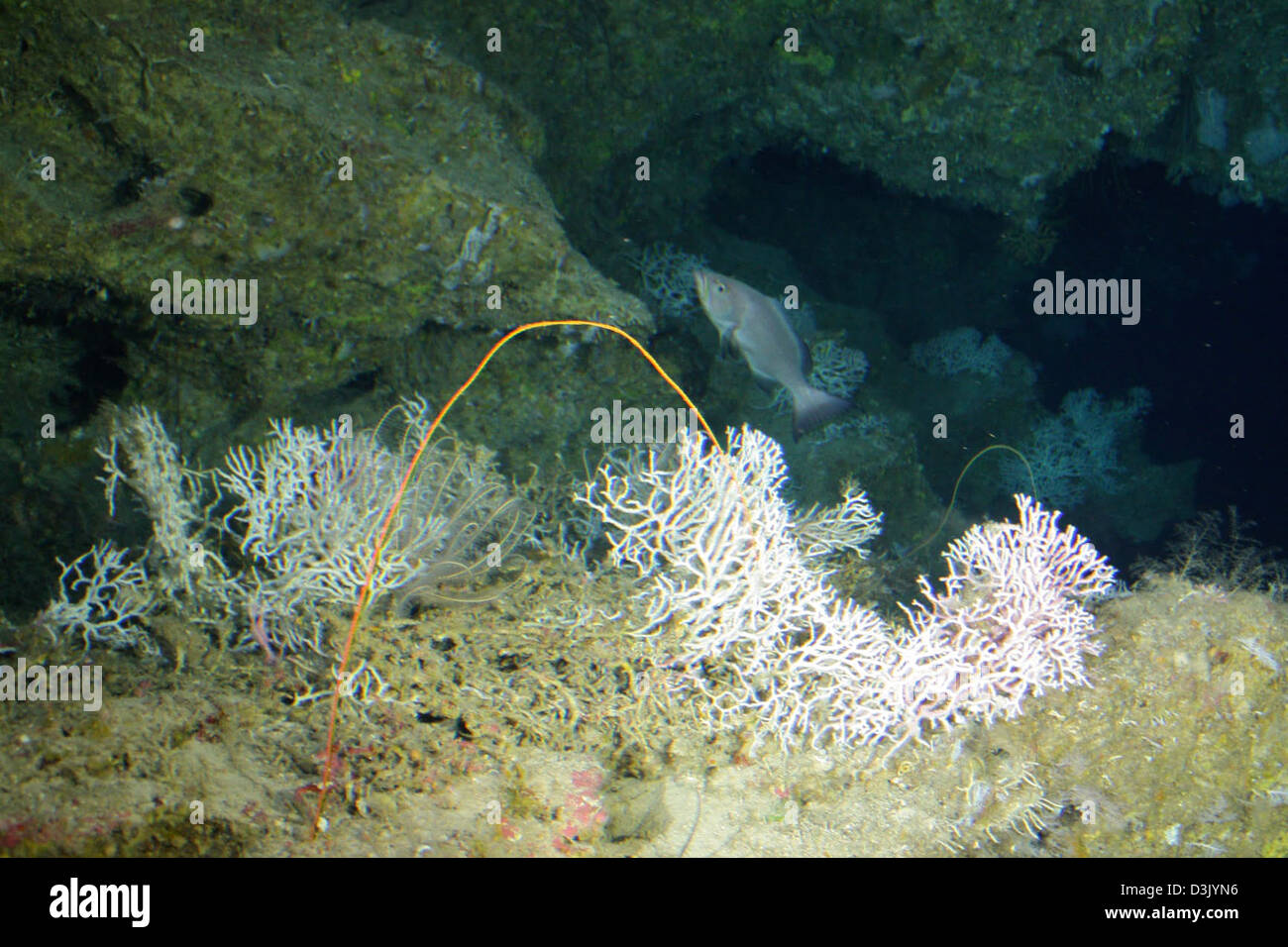 The NOAA National Ocean Service conducts research on deep-sea ...