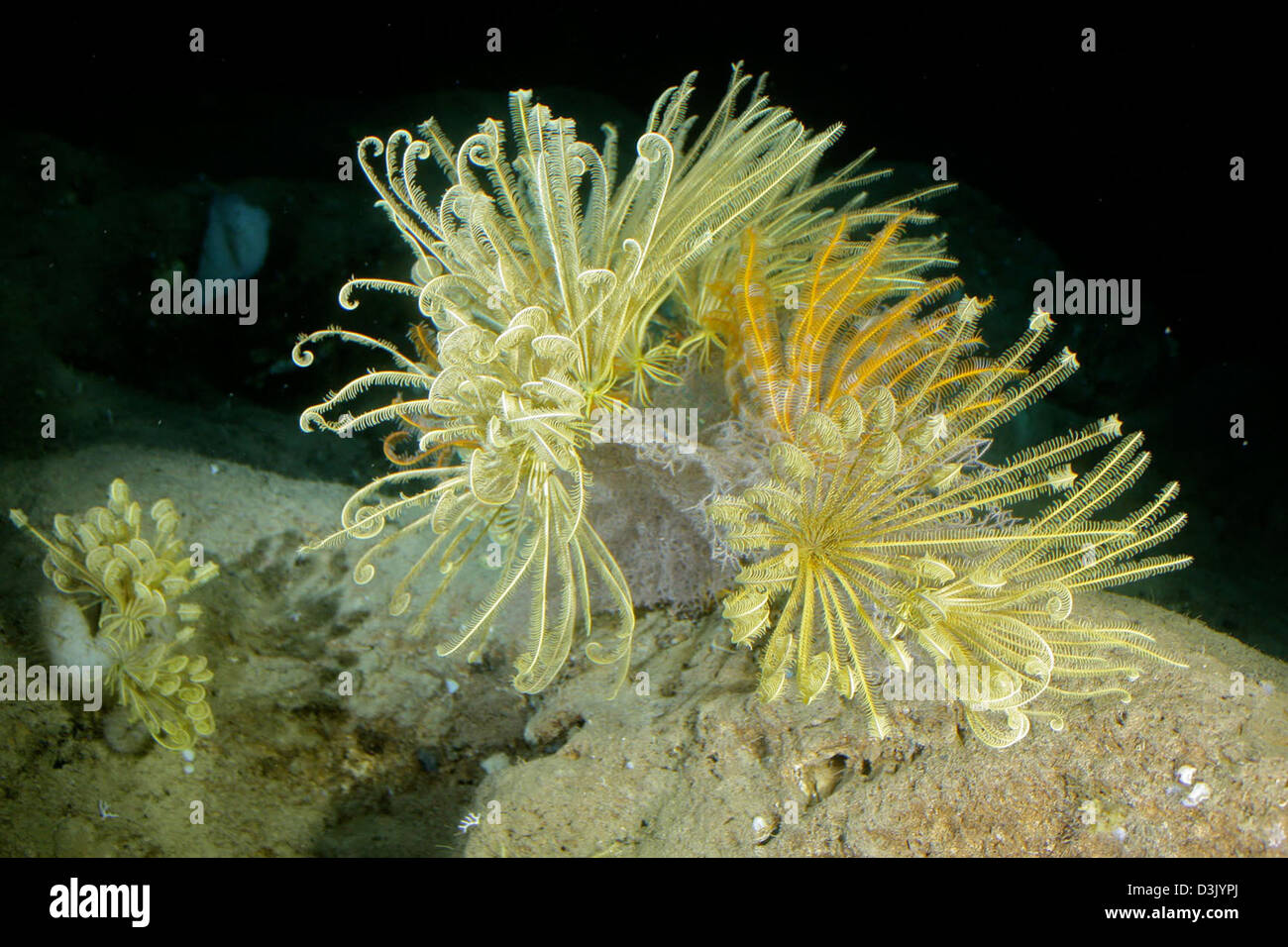 Display of coral reef biodiversity hi-res stock photography and images ...