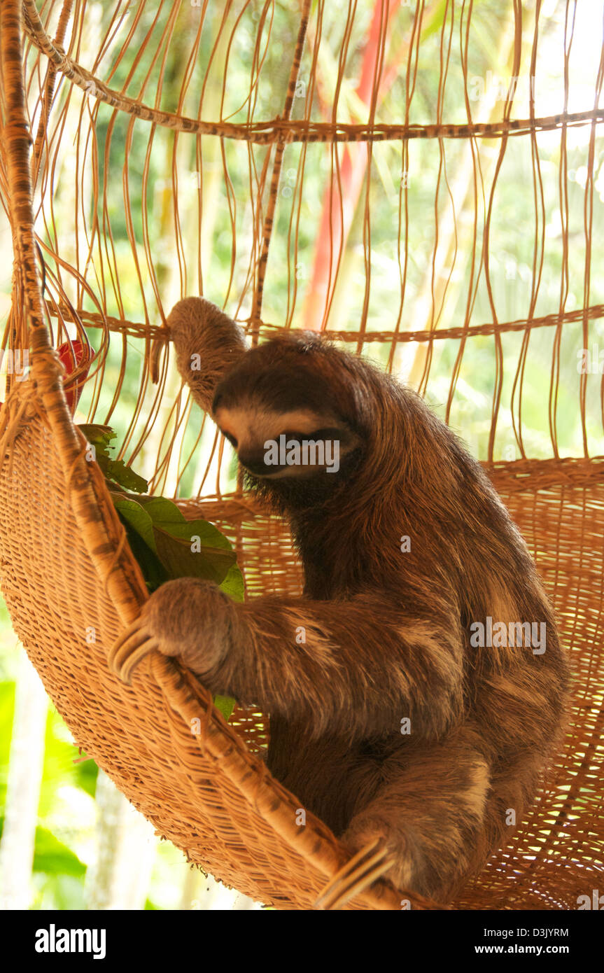 Buttercup is a 3 toed sloth that lives at the Sloth Sanctuary in Costa ...