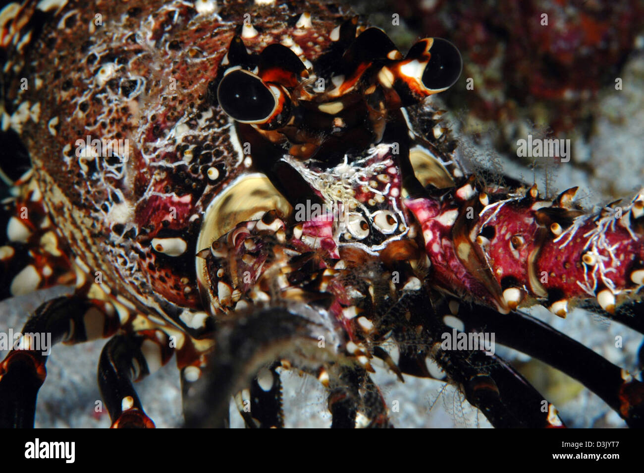 The Hawaiian spiny lobster (Panulirus marginatus) is a key species in ...