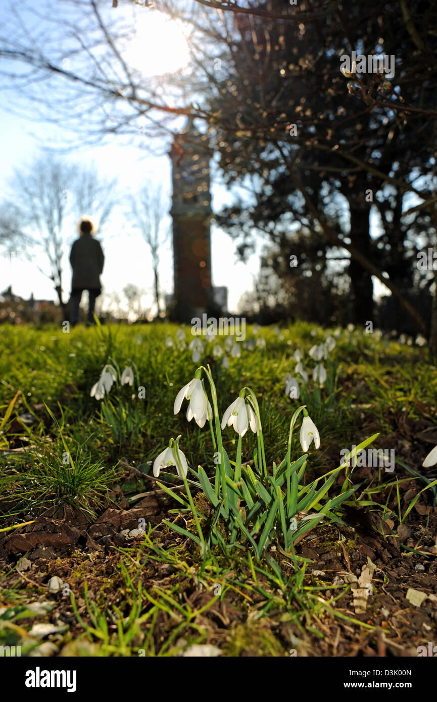 Snowdrops in full bloom enjoying some spring sunshine in Queens Park ...