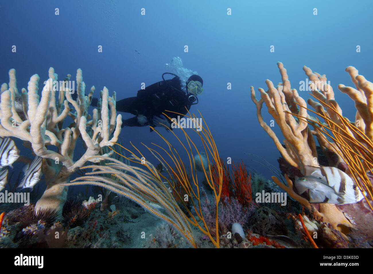 Grays reef national marine sanctuary hi-res stock photography and ...