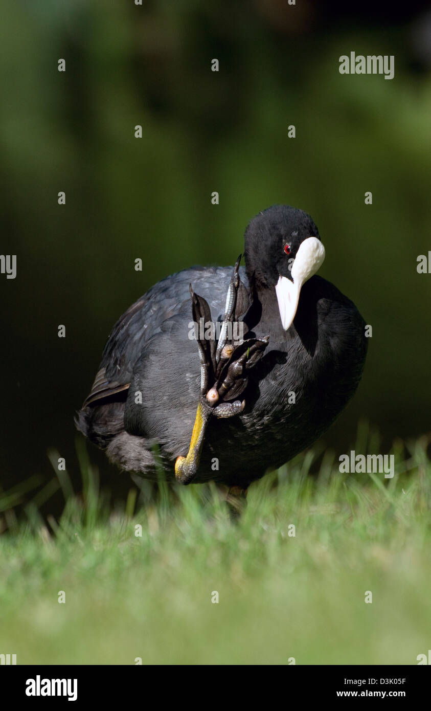 Coot fulica atra preening hi-res stock photography and images - Alamy
