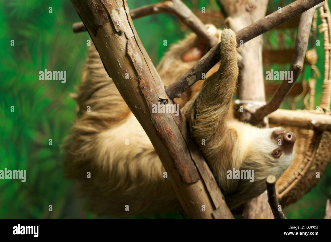 Sloth Sanctuary of Costa Rica Stock Photo - Alamy