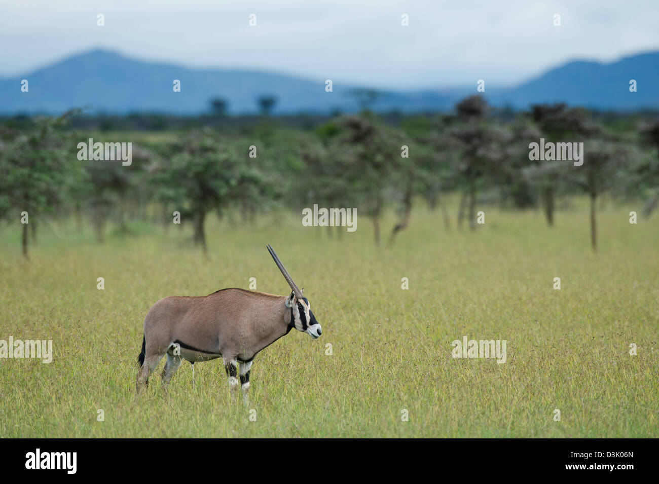Beisa oryx ( Oryx gazella beisa), Ol Pejeta Wildlife Conservancy ...