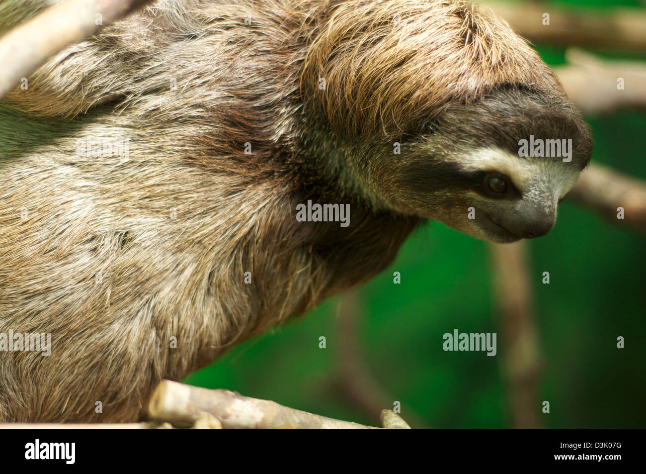Sloth Sanctuary of Costa Rica Stock Photo - Alamy