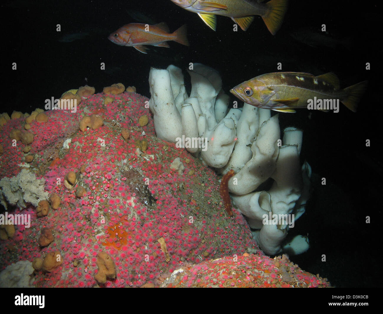 Yellowtail rockfish hi-res stock photography and images - Alamy
