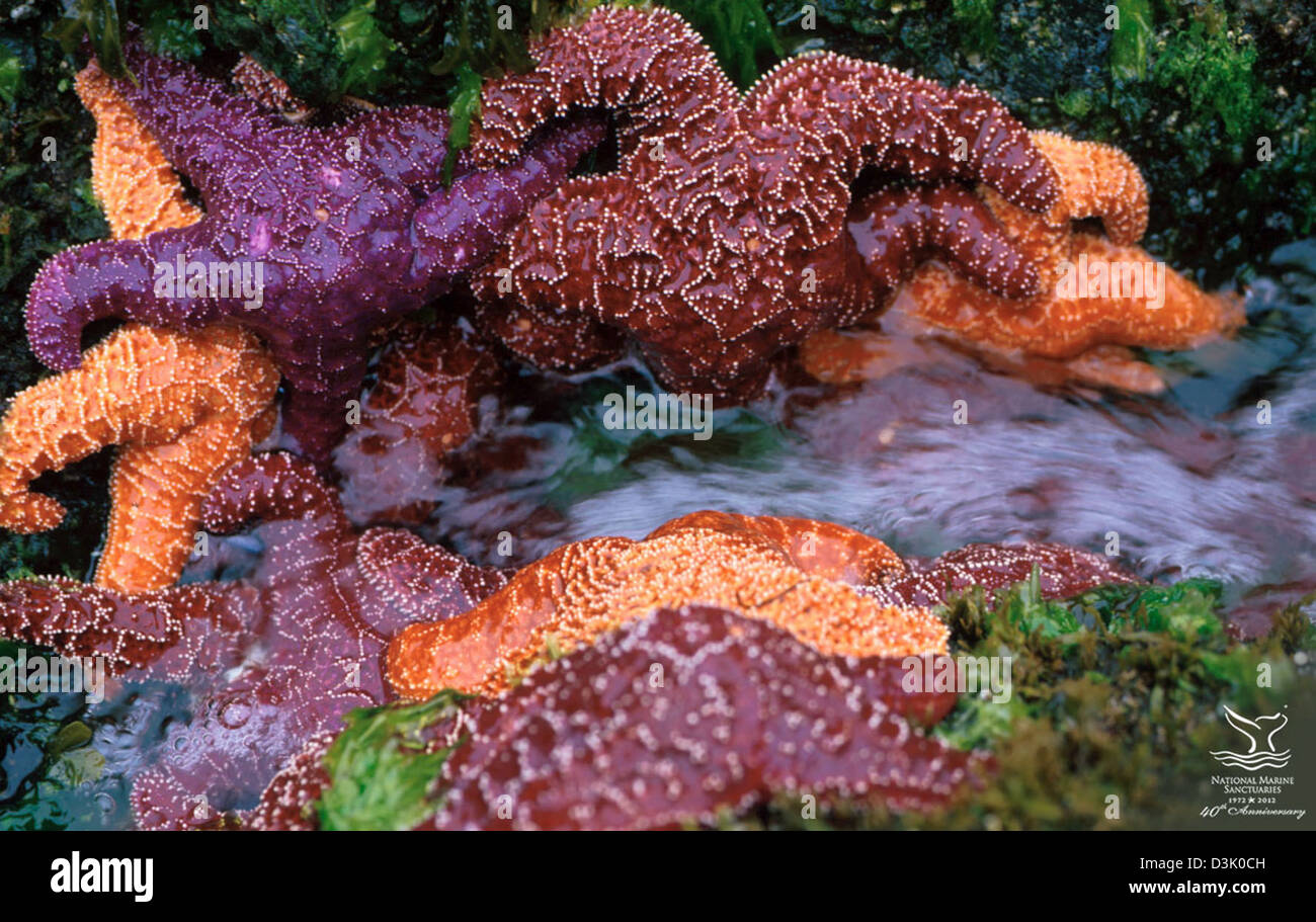Colorful starfish are a common sight within the Olympic Coast National ...
