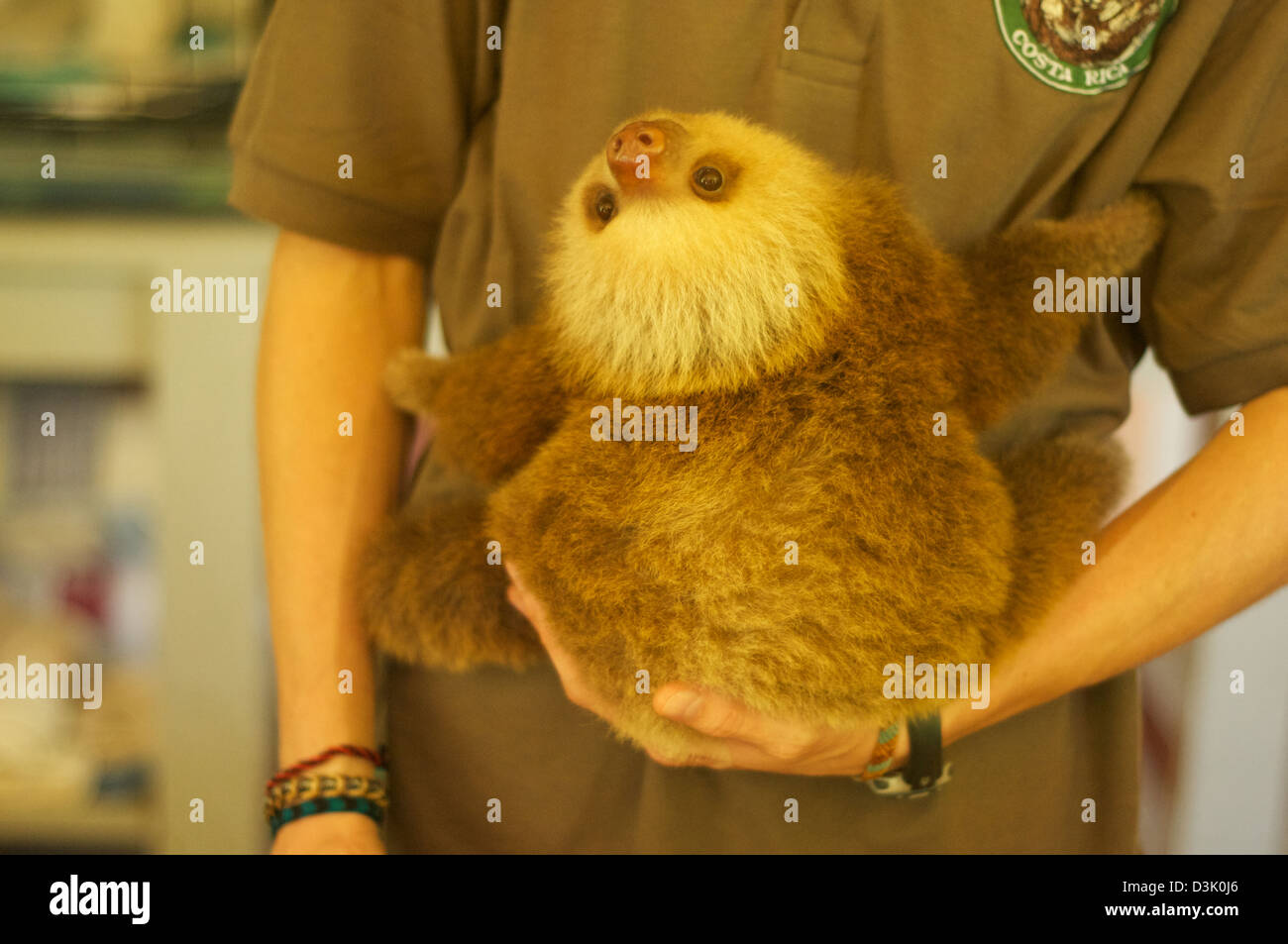 Sloth costa rica eyes hi-res stock photography and images - Alamy