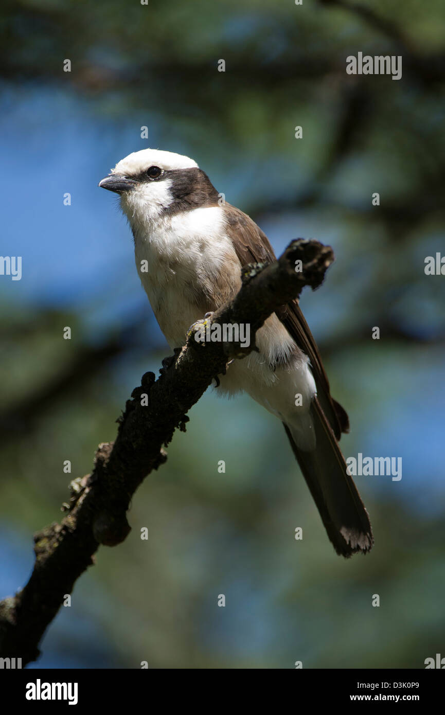 White crowned shrike eurocephalus rueppelli hi-res stock photography ...