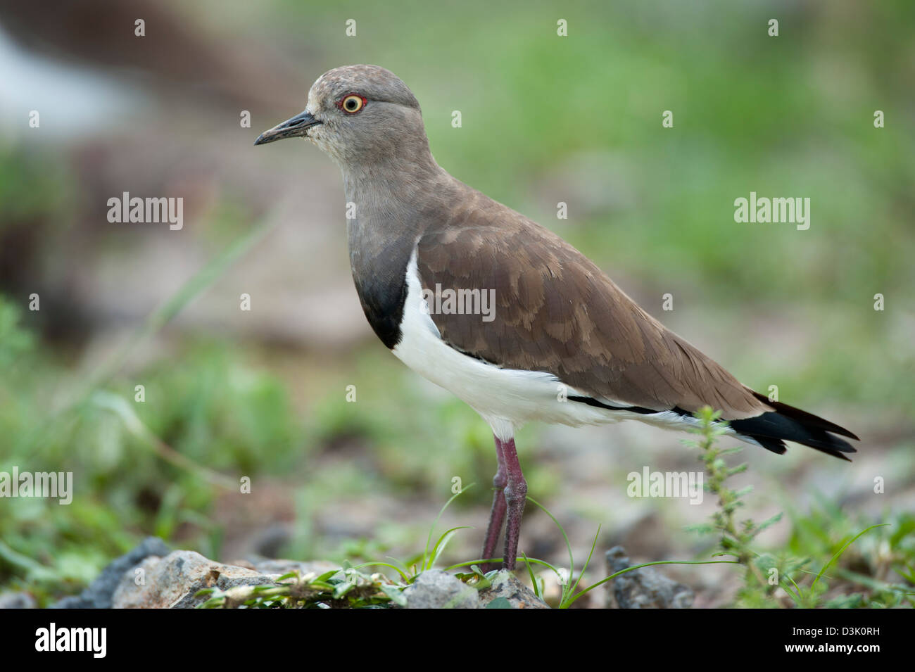Black winged lapwing hi-res stock photography and images - Alamy