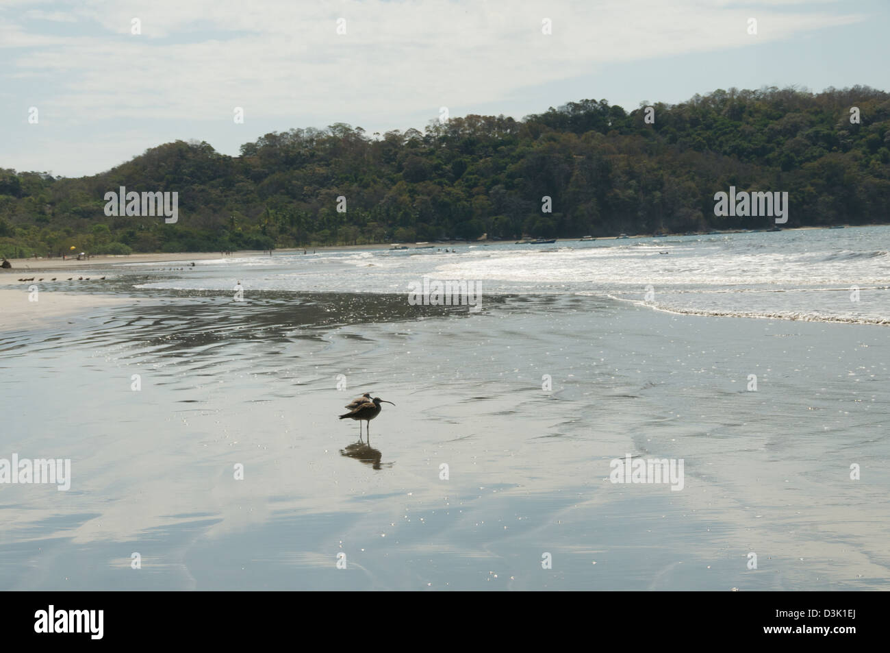 two birds on the beach with a reflection in the water Stock Photo - Alamy