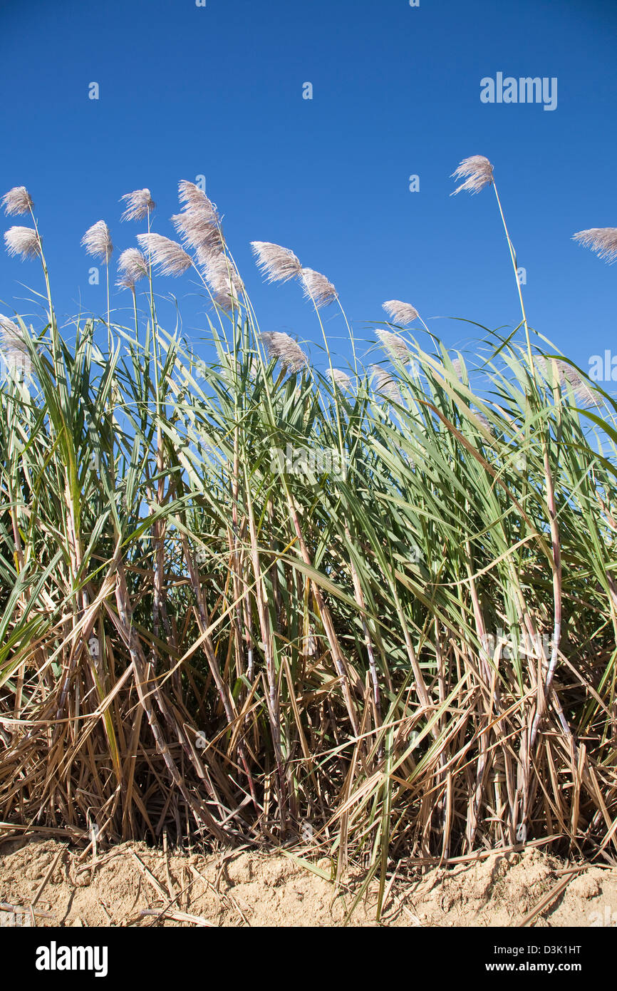 Caribbean Sugar Cane Farming High Resolution Stock Photography and ...