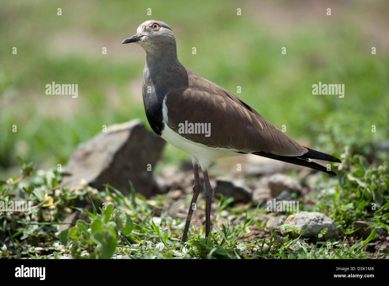 Black winged lapwing hi-res stock photography and images - Alamy