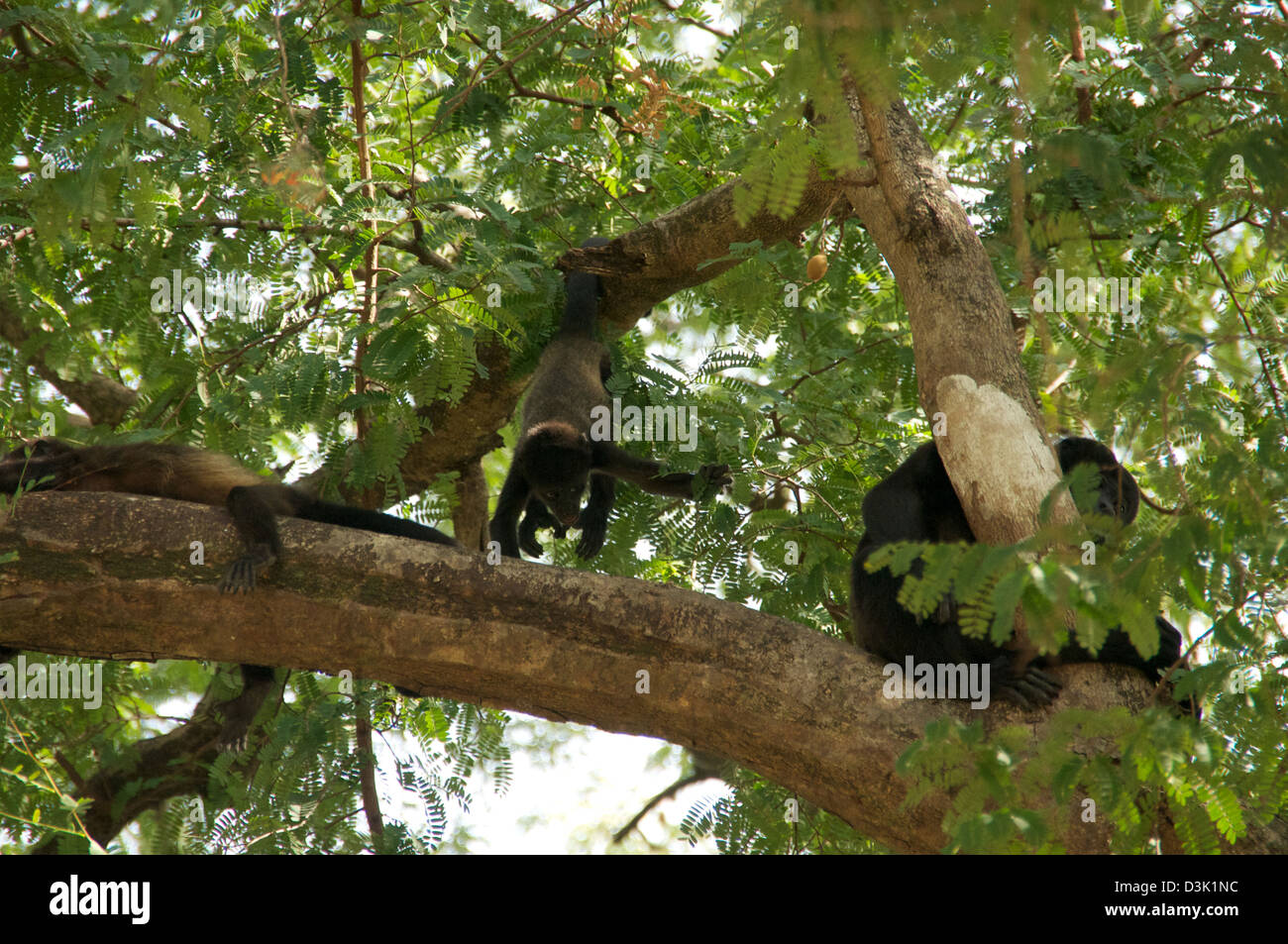 Monkey hanging hi-res stock photography and images - Alamy