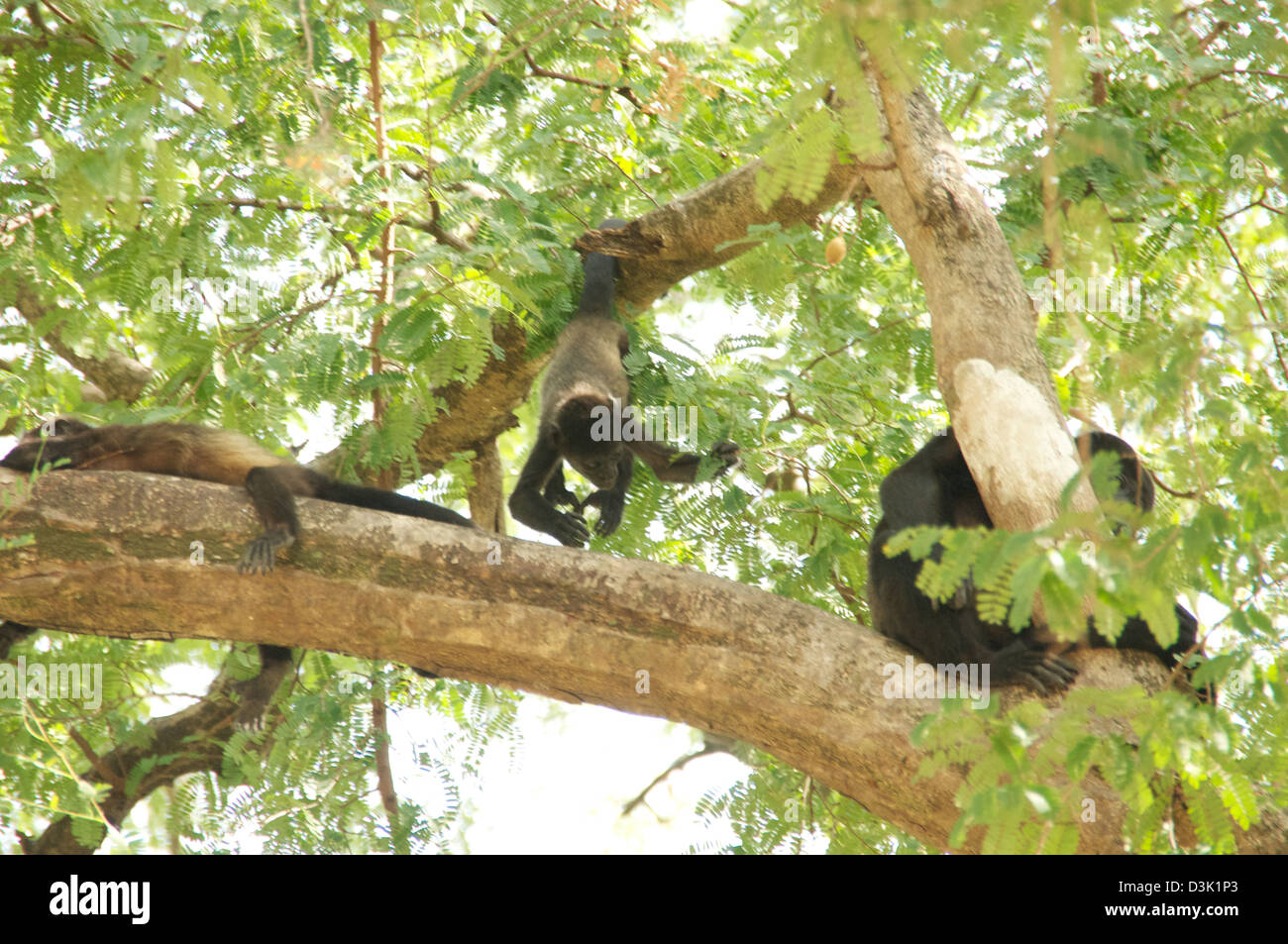 Howler Monkey in tree on the beach of Costa Rica. Adults, babies ...