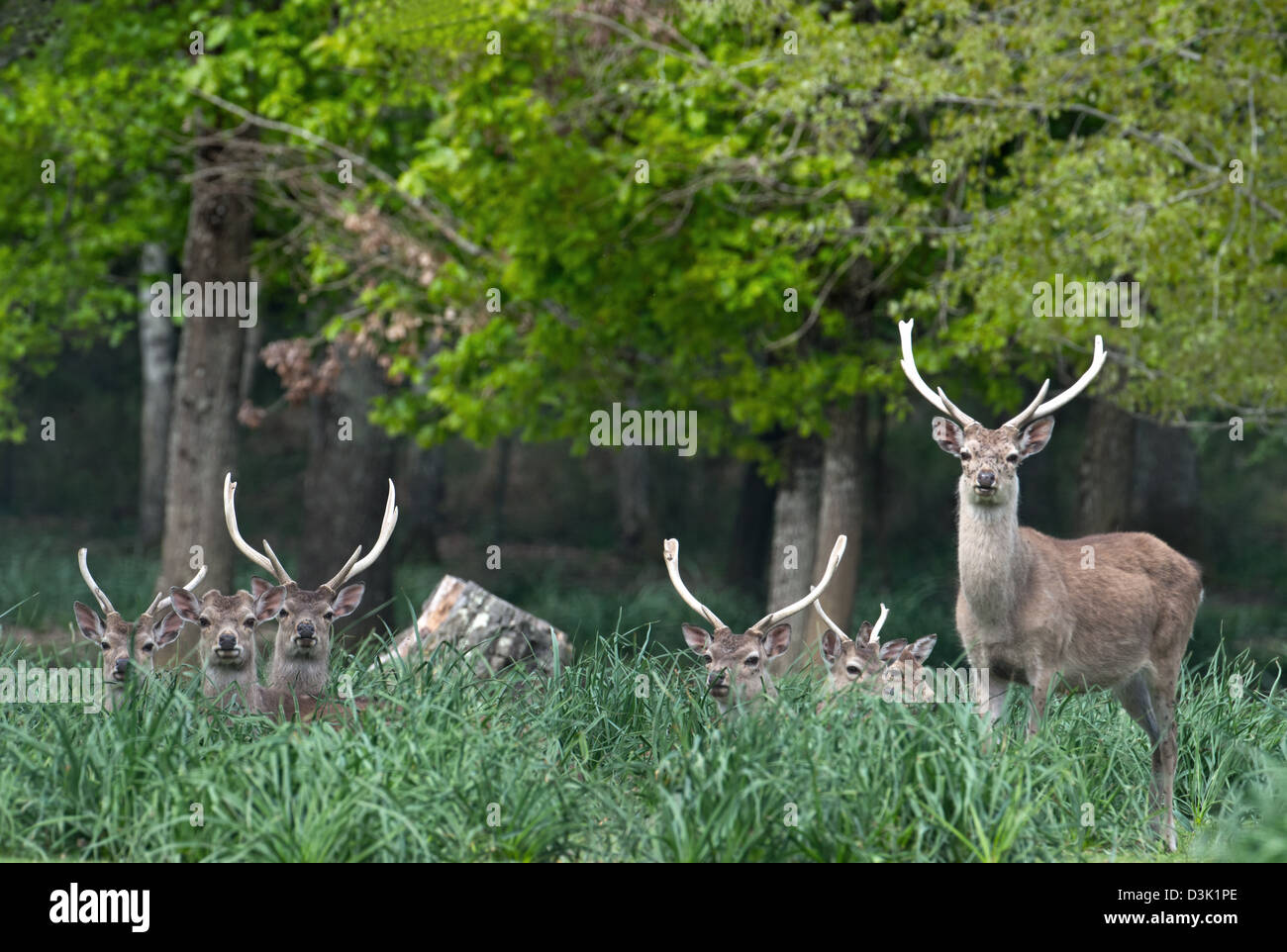 A HERD OF SIKA DEER, Cervus nippon. France Stock Photo - Alamy