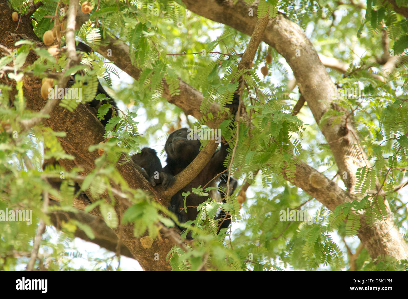 Howler Monkey in tree on the beach of Costa Rica. Adults, babies ...