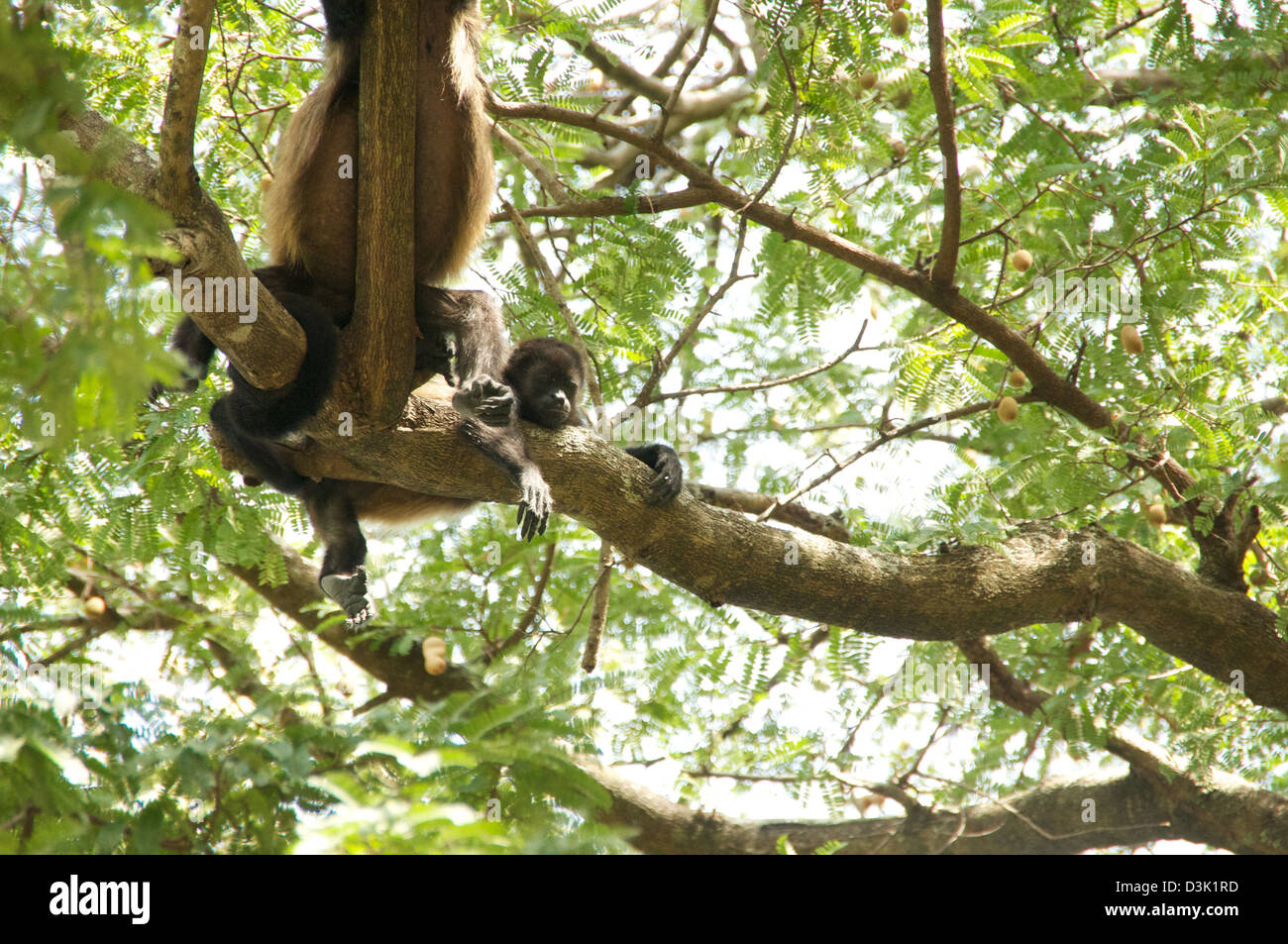 Howler Monkey in tree on the beach of Costa Rica. Adults, babies ...