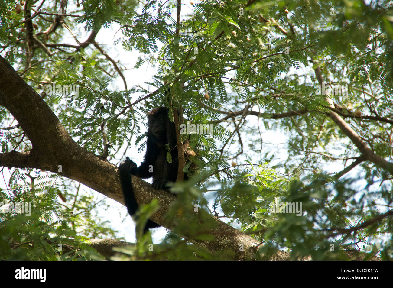 Howler Monkey in tree on the beach of Costa Rica. Adults, babies ...