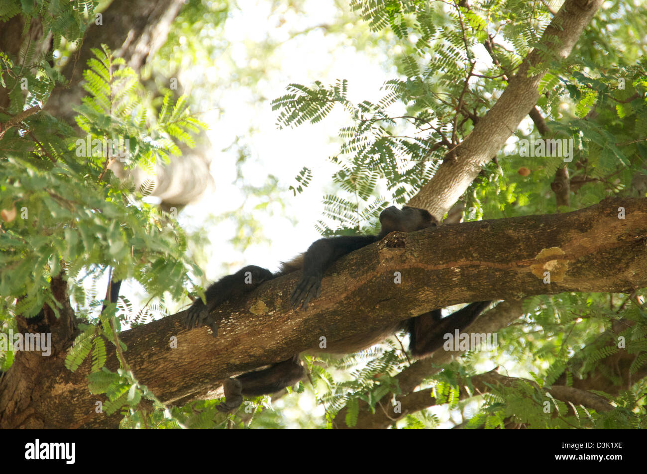 Howler Monkey in tree on the beach of Costa Rica. Adults, babies ...
