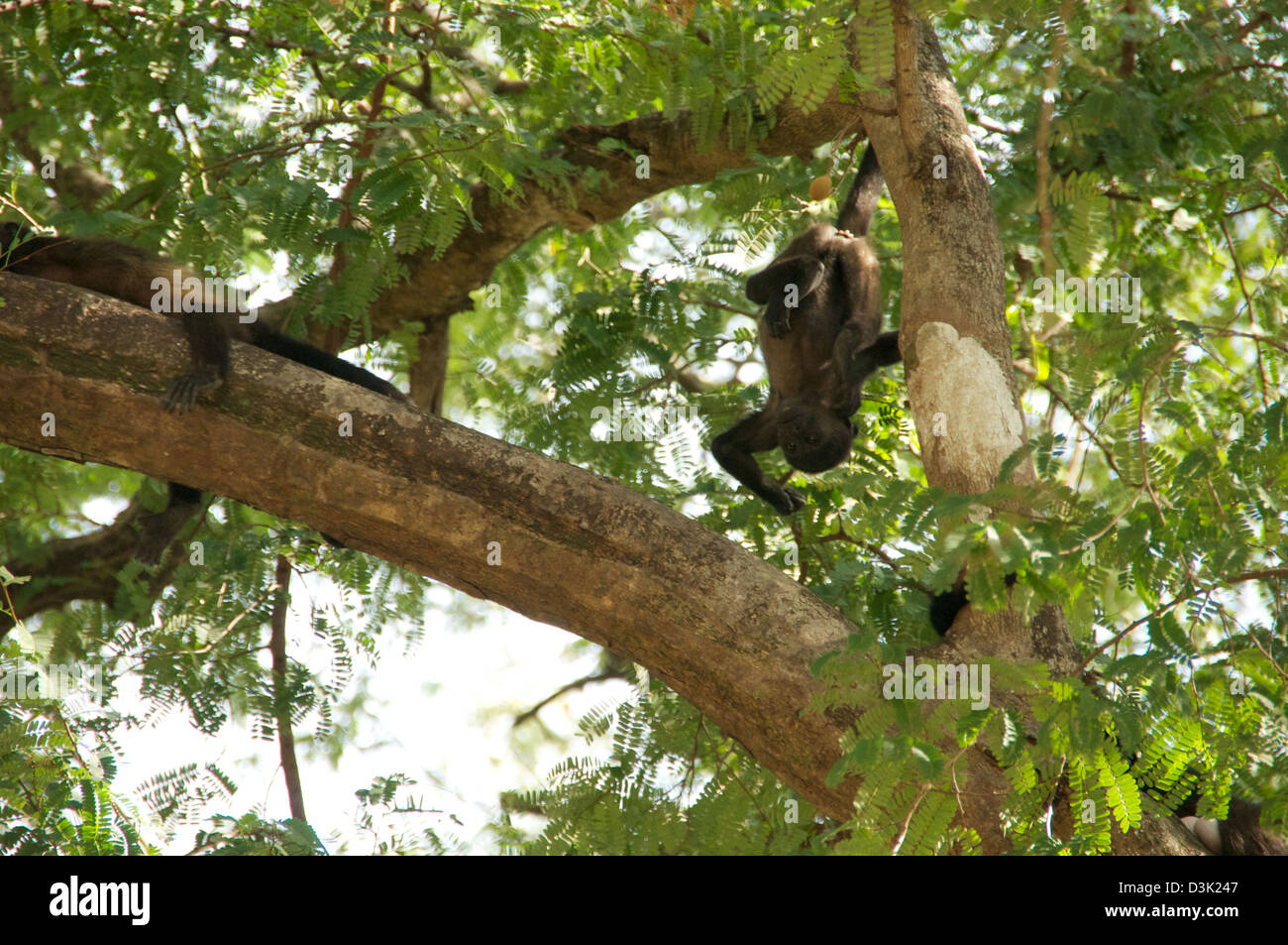 Howler Monkey in tree on the beach of Costa Rica. Adults, babies ...