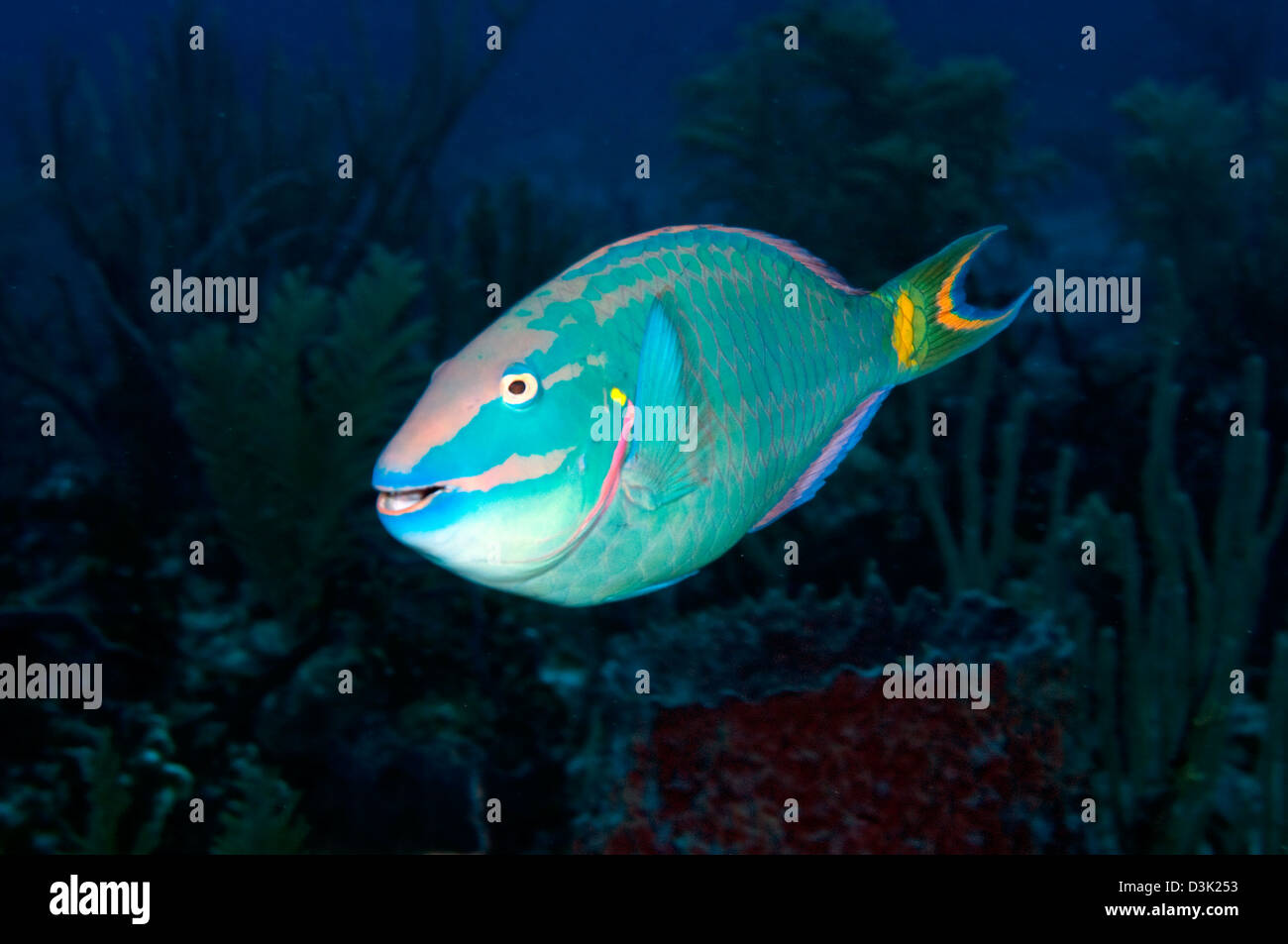 Parrotfish hi-res stock photography and images - Alamy