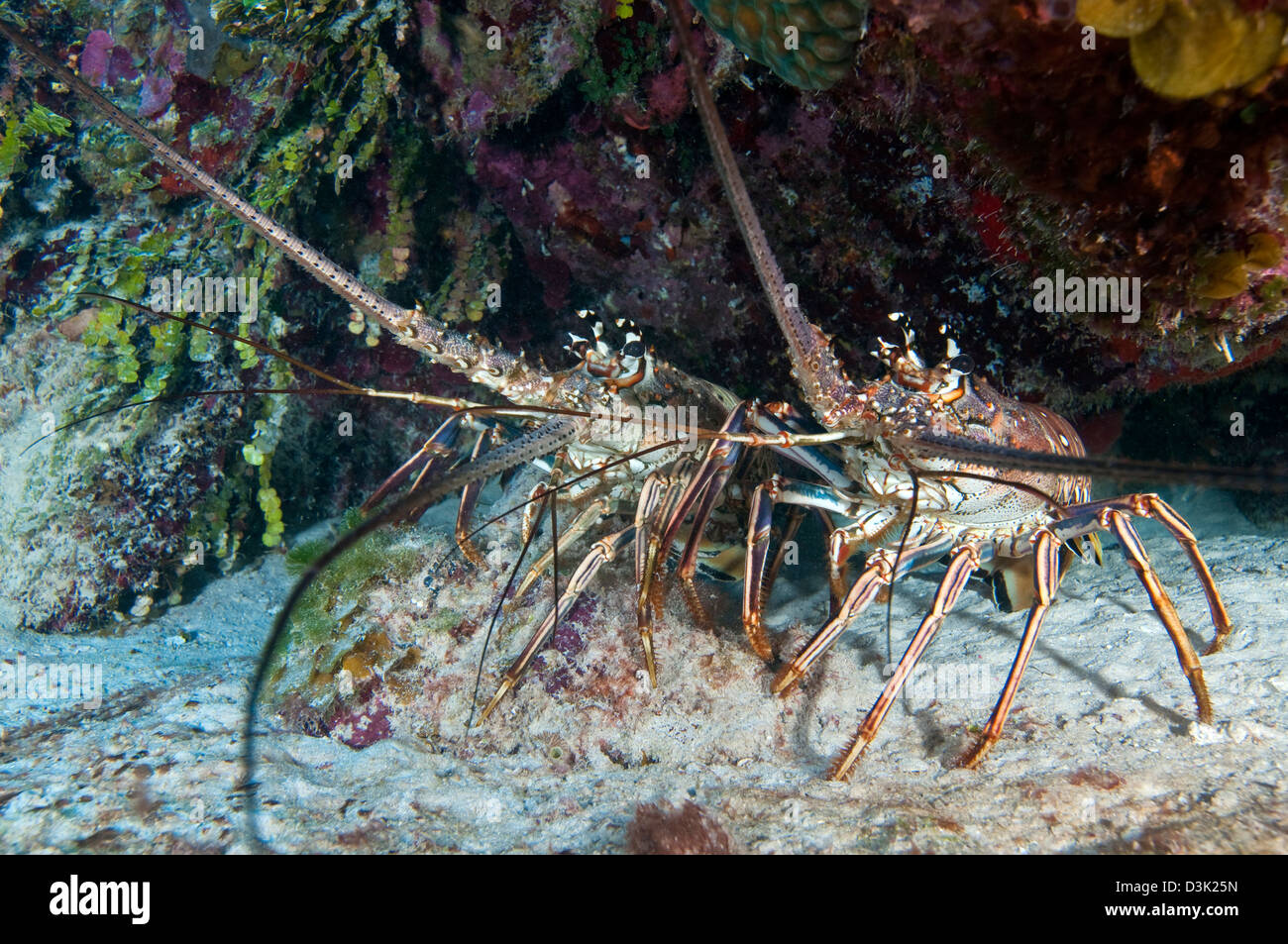 Caribbean spiny lobster hi-res stock photography and images - Alamy
