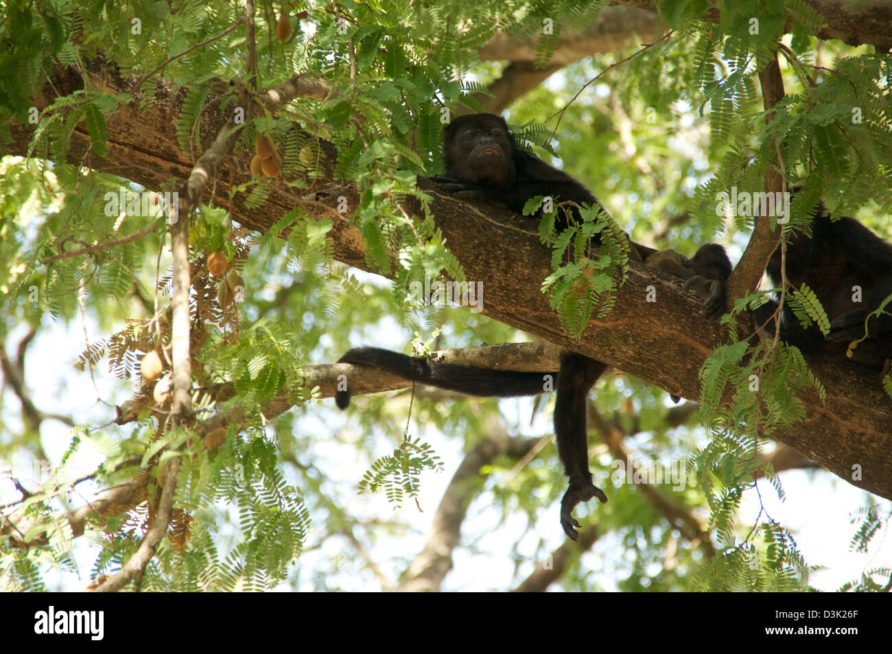 Howler Monkey in tree on the beach of Costa Rica. Adults, babies ...