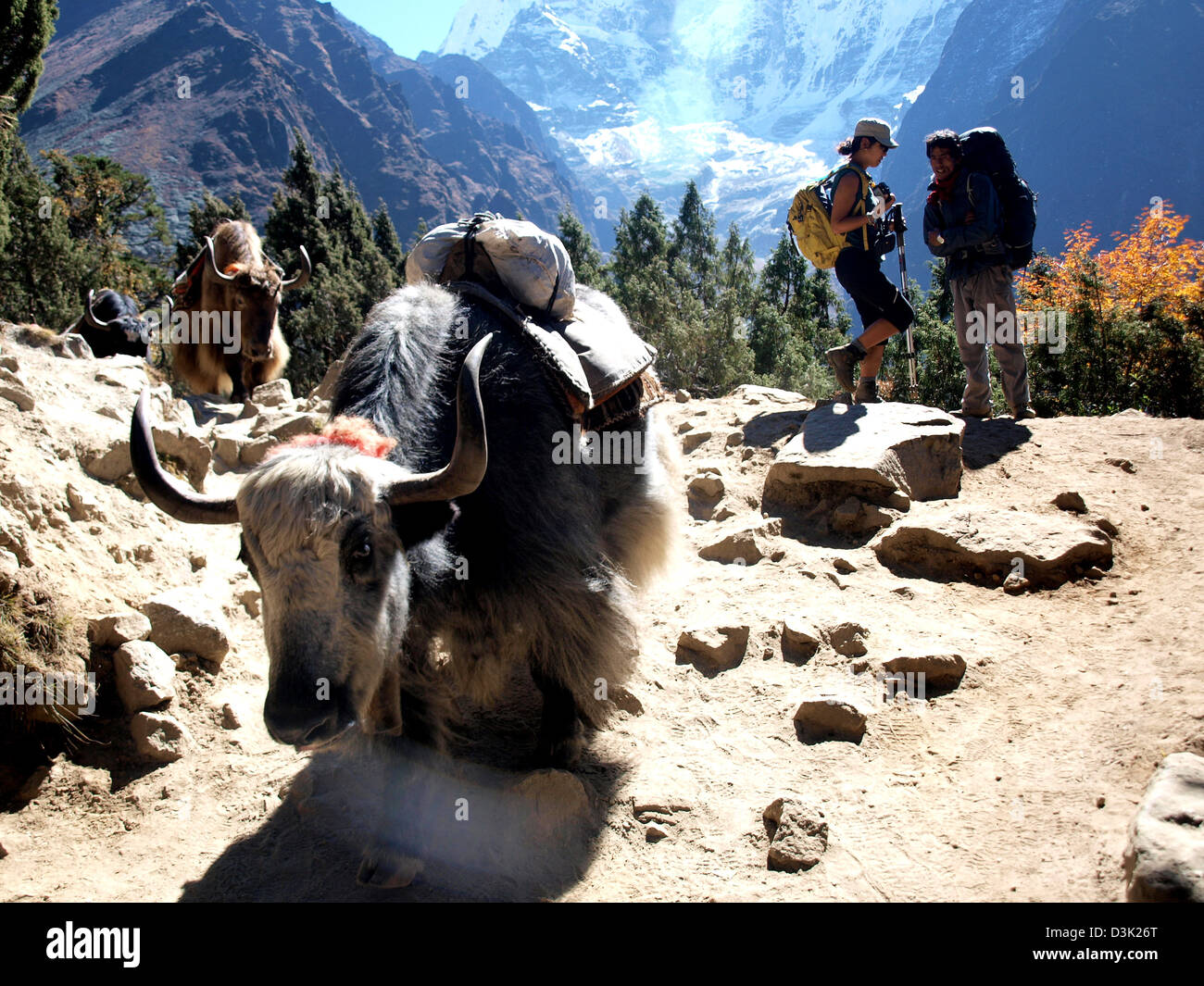 Yaks on Everest Base Camp Trek in the Khumbu Himalayan Region of Nepal ...