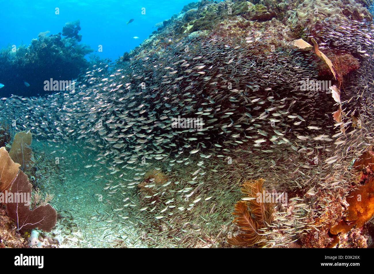 Silversides hi-res stock photography and images - Alamy