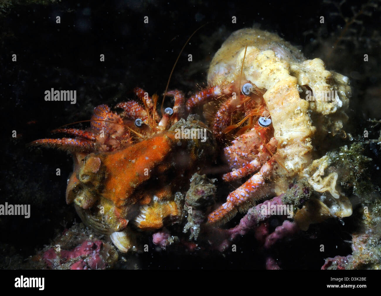 Hermit crab shell hi-res stock photography and images - Alamy