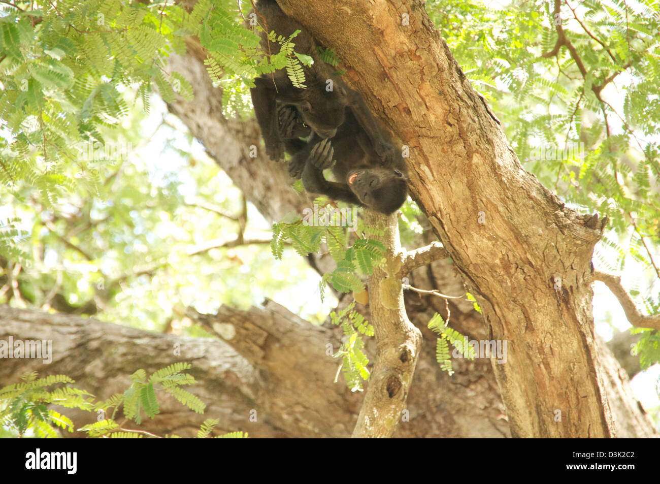 Howler Monkey in tree on the beach of Costa Rica. Adults, babies ...
