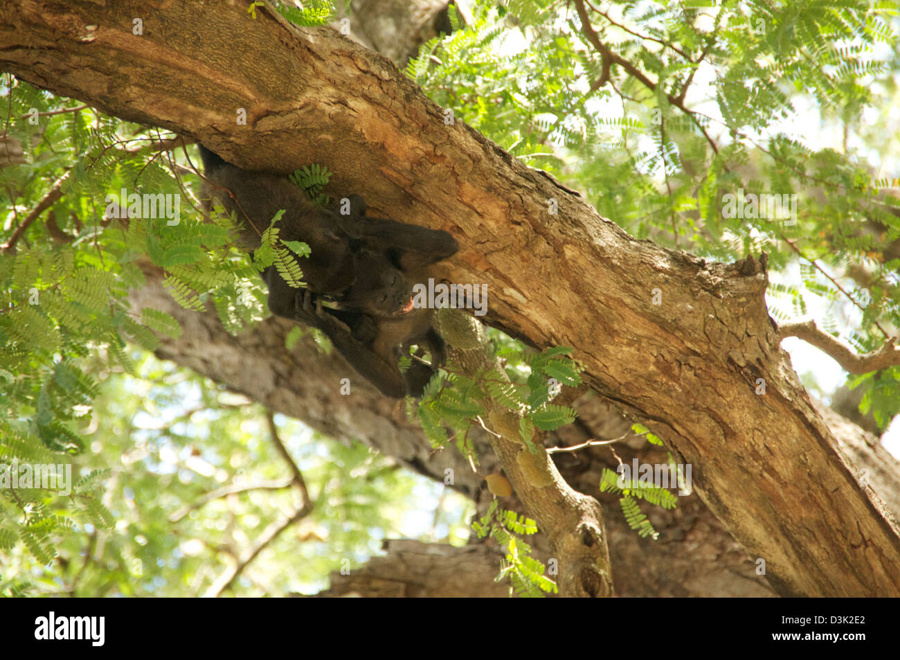 Howler Monkey in tree on the beach of Costa Rica. Adults, babies ...