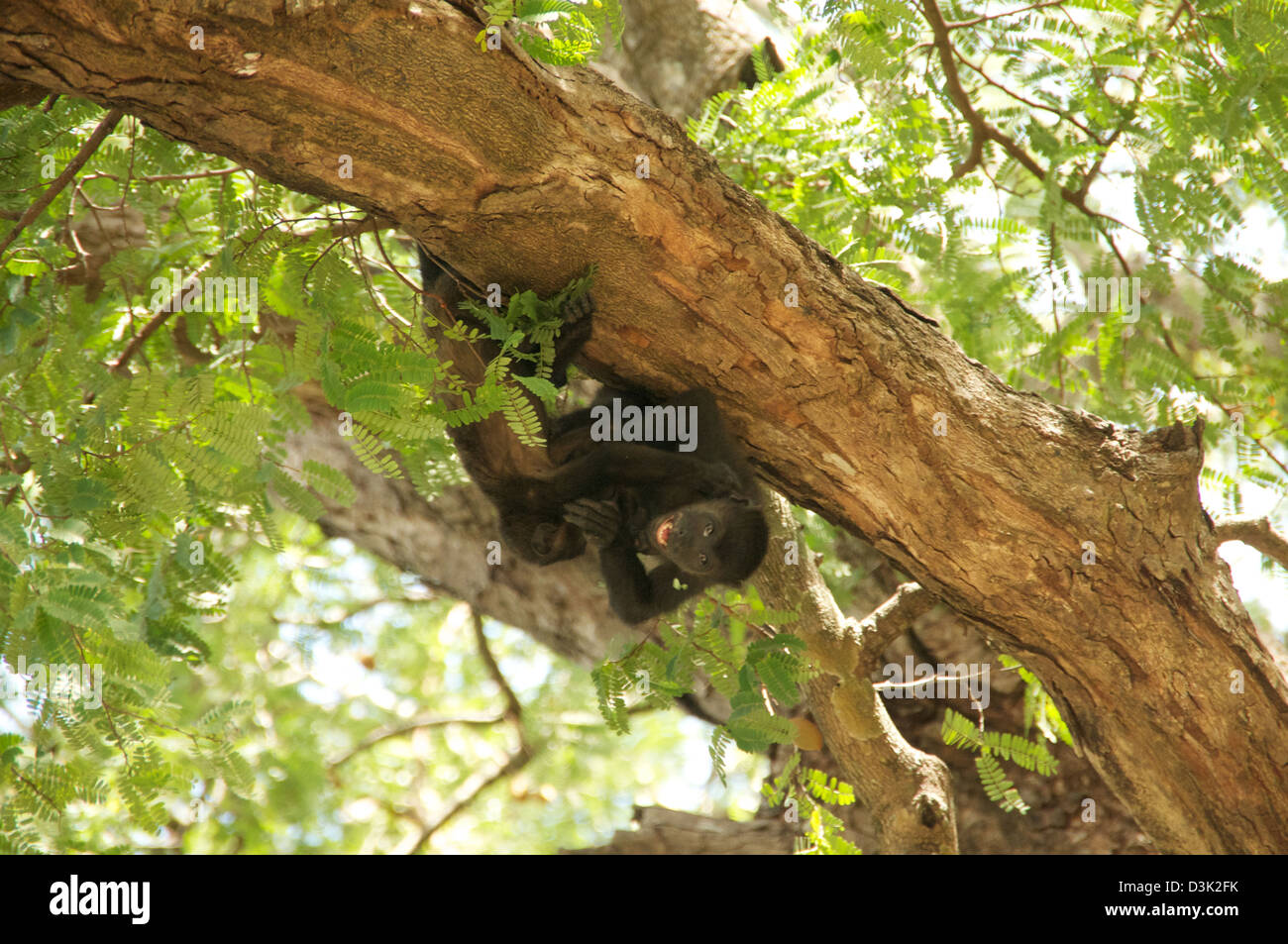 Howler Monkey in tree on the beach of Costa Rica. Adults, babies ...