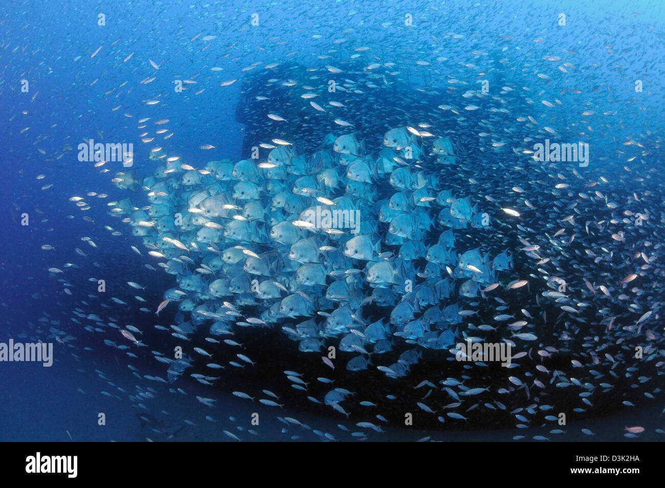 Atlantic Spadefish and baitfish school against the wreck of USCG Cutter ...