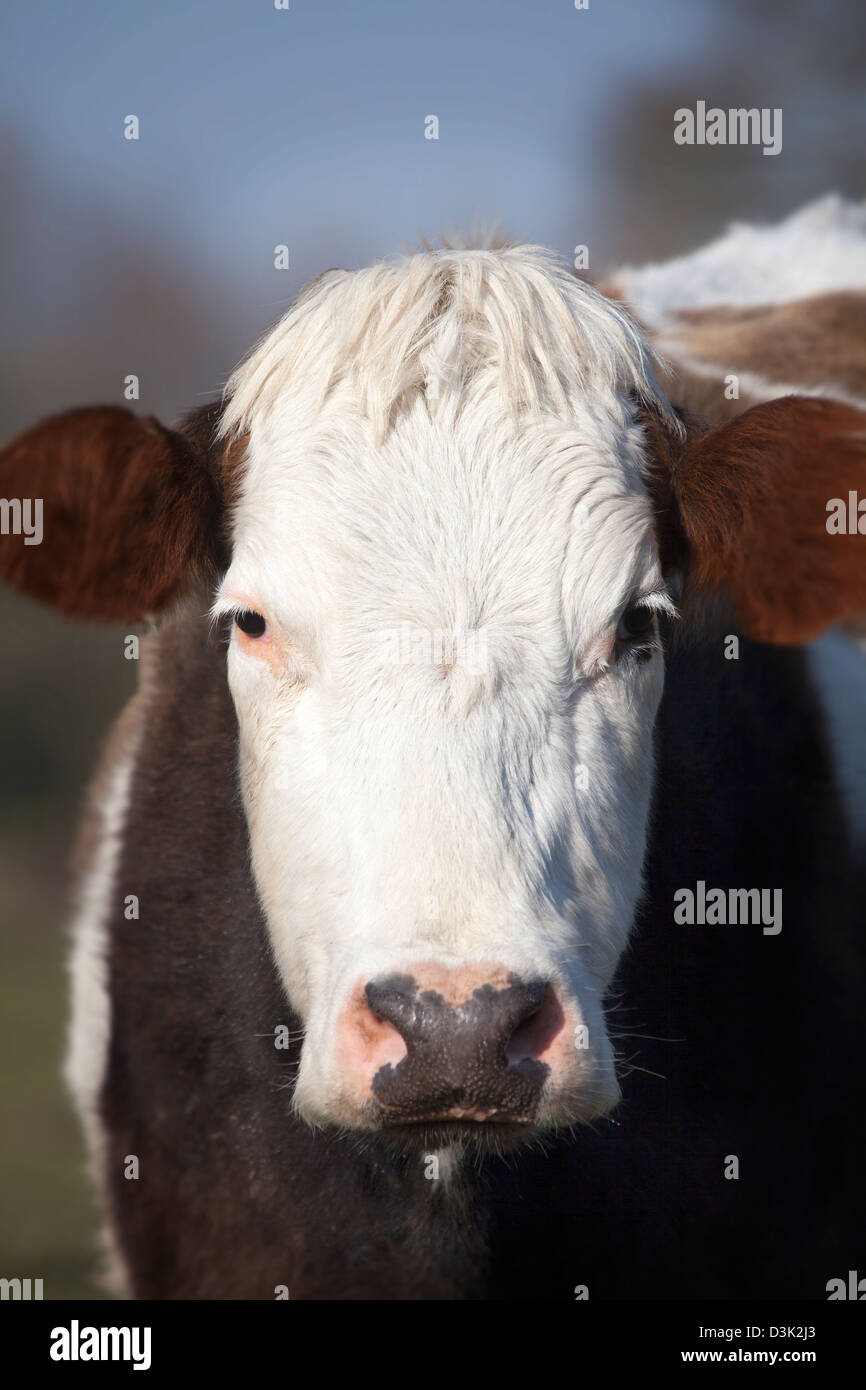 Montbéliarde cow hi-res stock photography and images - Alamy
