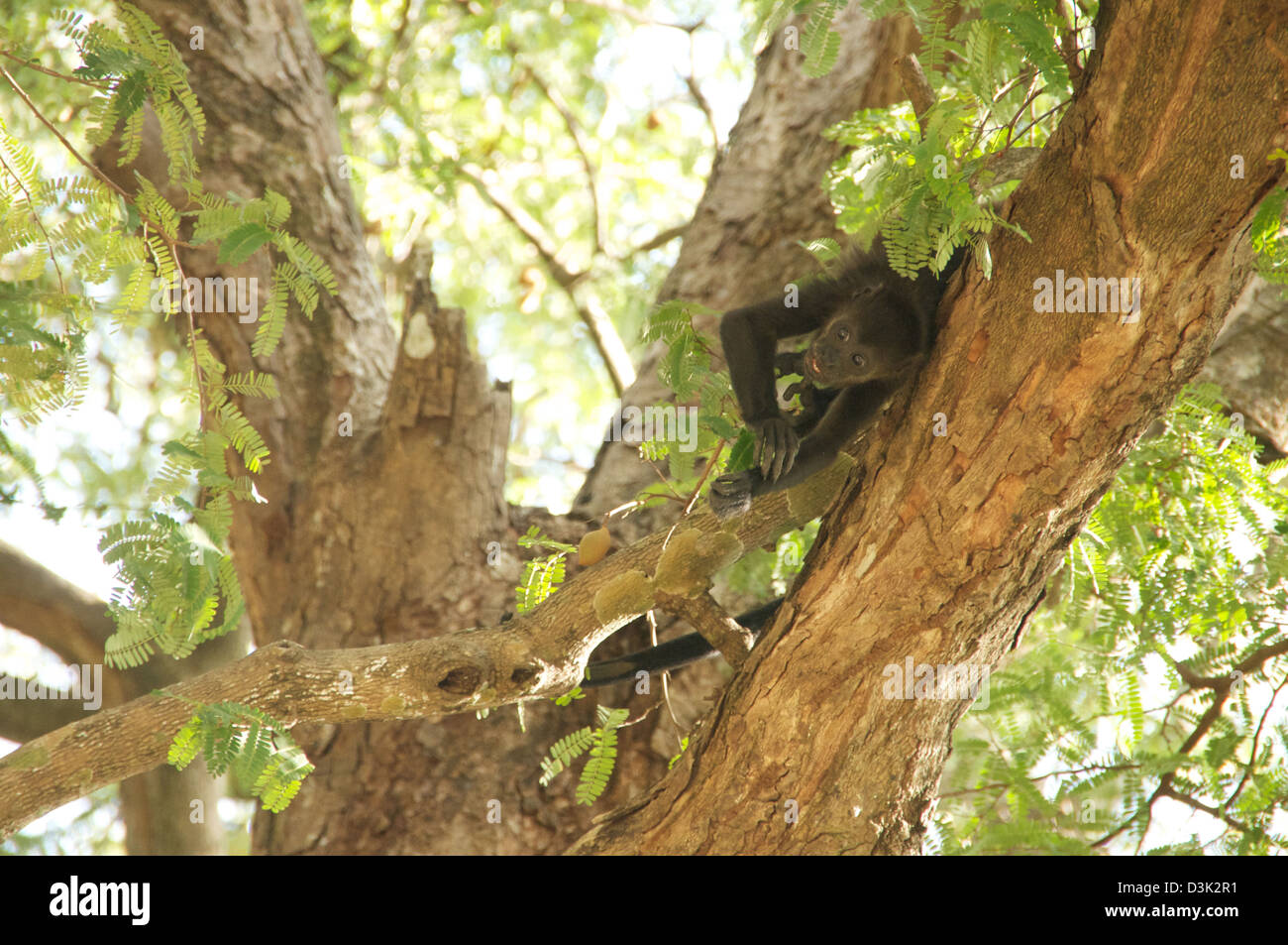 Howler Monkey in tree on the beach of Costa Rica. Adults, babies ...