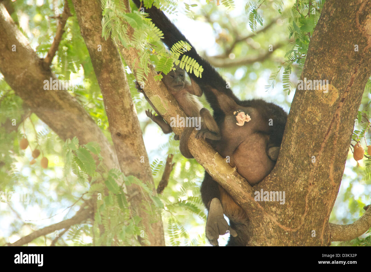 Howler Monkey in tree on the beach of Costa Rica. Adults, babies ...