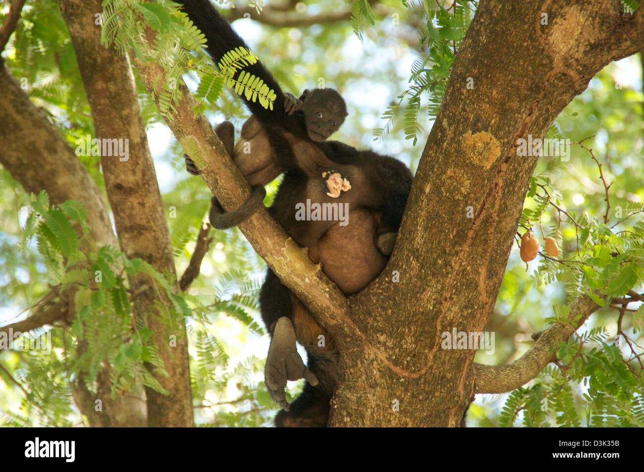 Howler Monkey in tree on the beach of Costa Rica. Adults, babies ...
