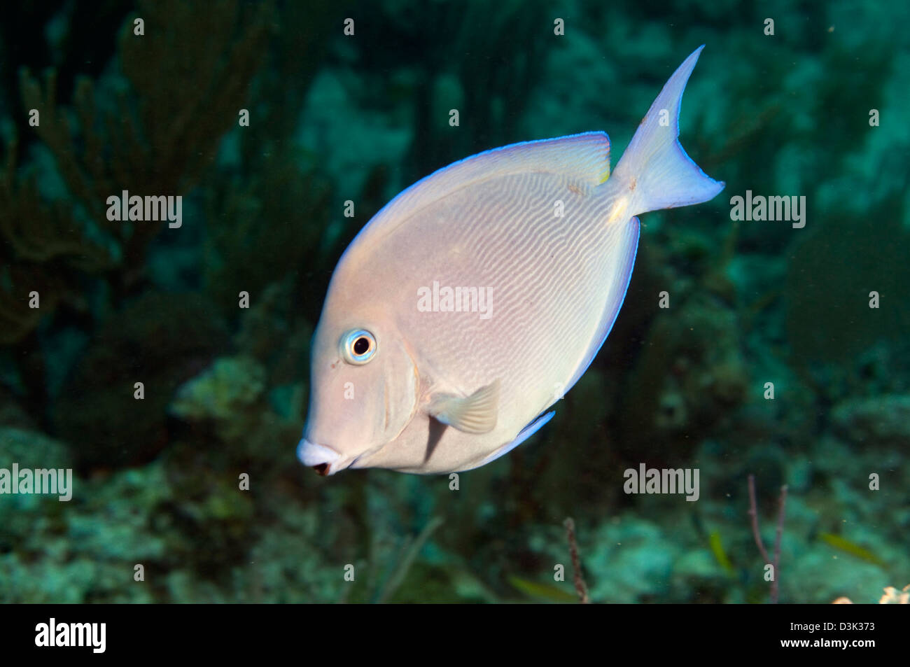 Blue Tang on caribbean reef Stock Photo - Alamy