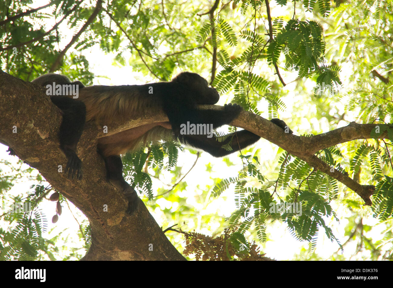 Howler Monkey in tree on the beach of Costa Rica. Adults, babies ...