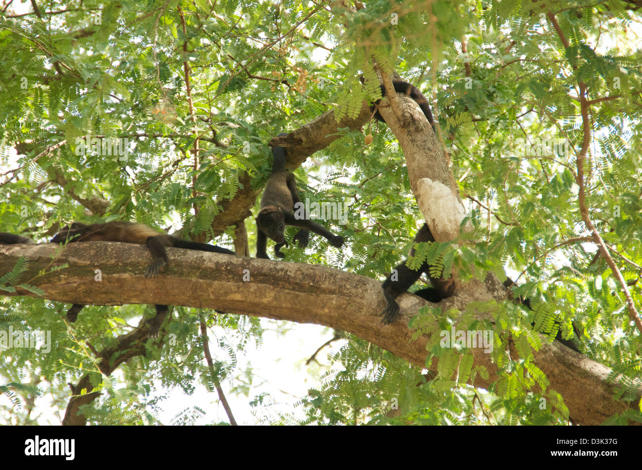 Howler Monkey in tree on the beach of Costa Rica. Adults, babies ...