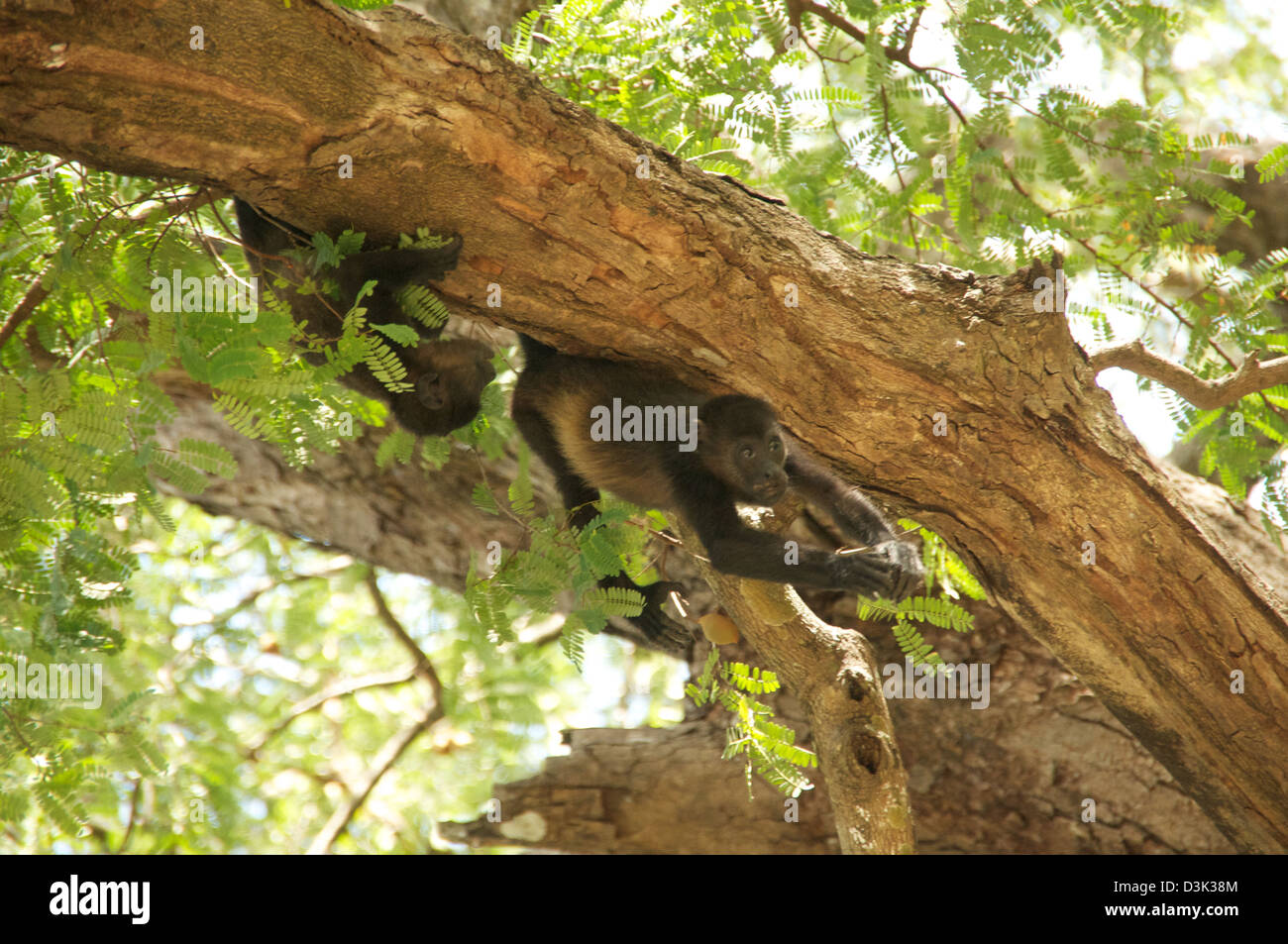 Howler Monkey in tree on the beach of Costa Rica. Adults, babies ...