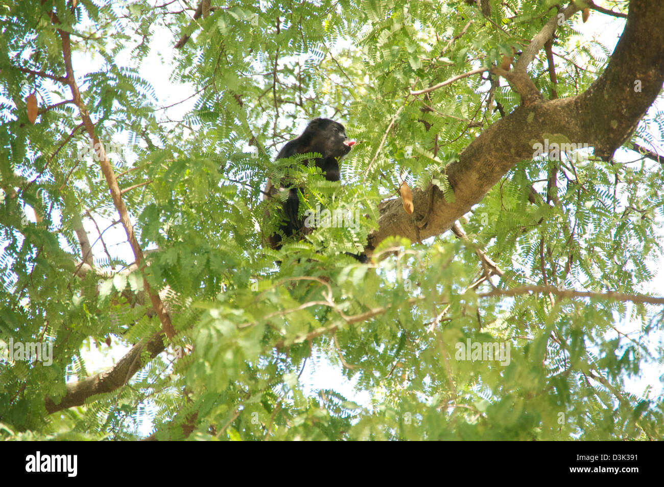 Howler Monkey in tree on the beach of Costa Rica. Adults, babies ...