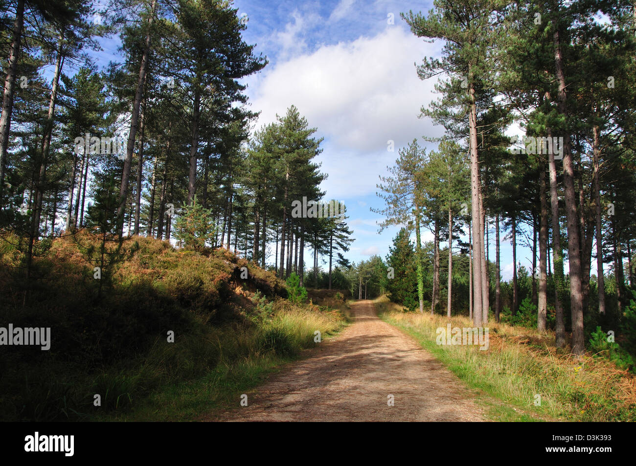 A forest track through conifer trees Stock Photo - Alamy