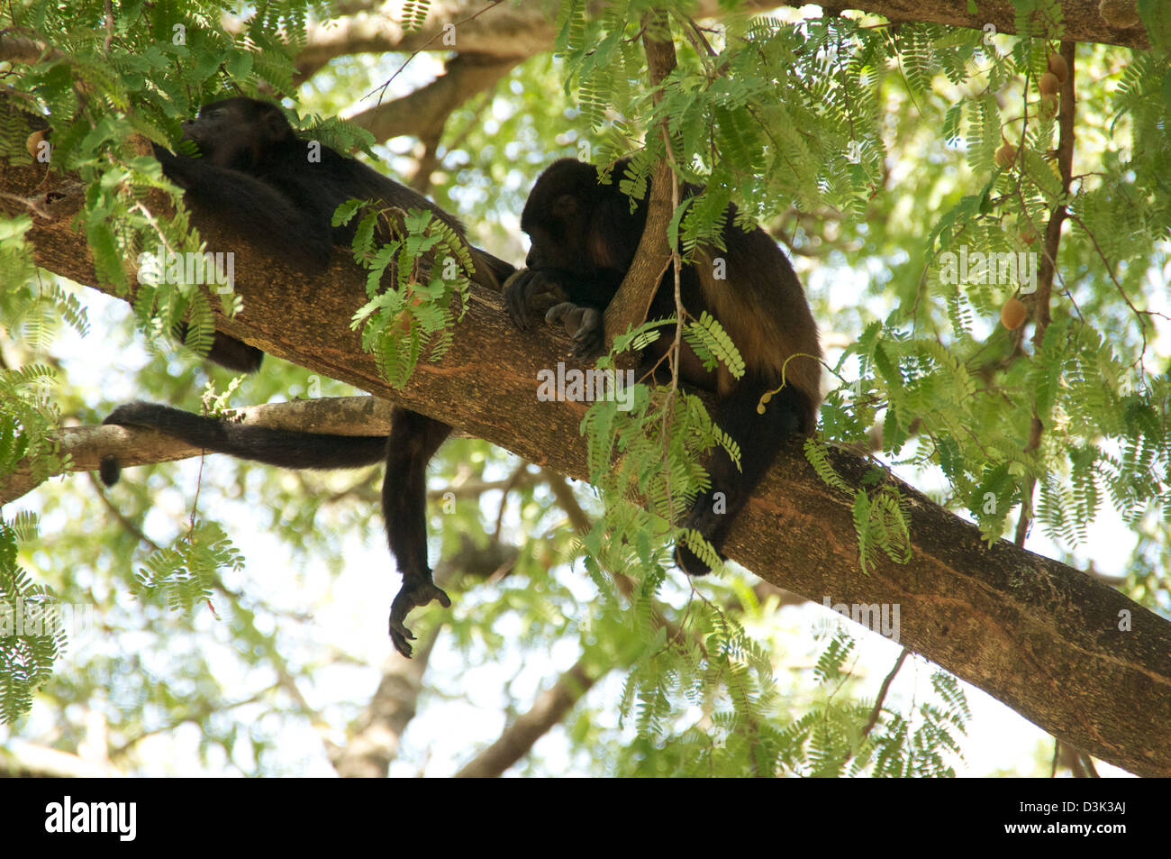 Howler Monkey in tree on the beach of Costa Rica. Adults, babies ...