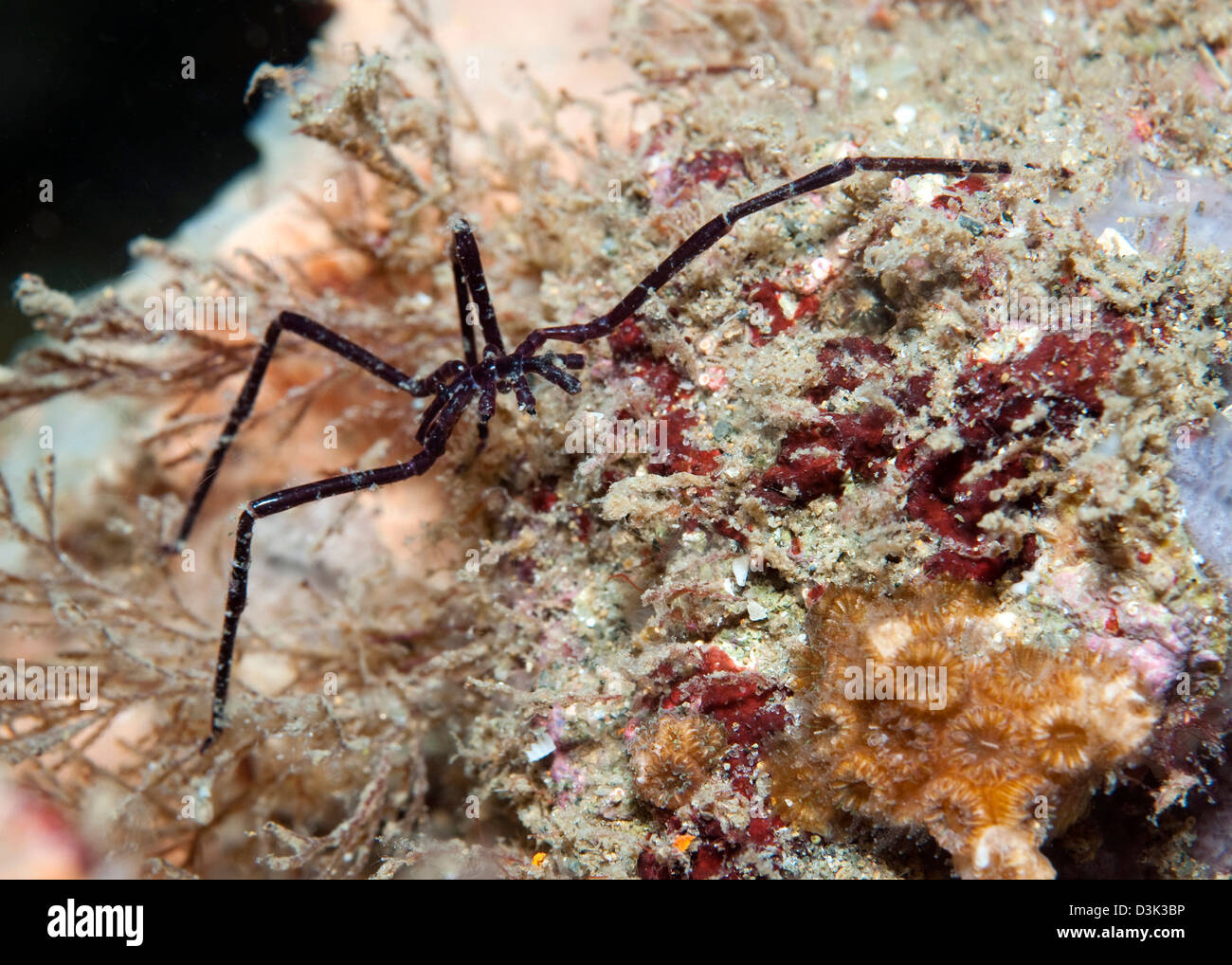 Pycnogonid sea spider hi-res stock photography and images - Alamy